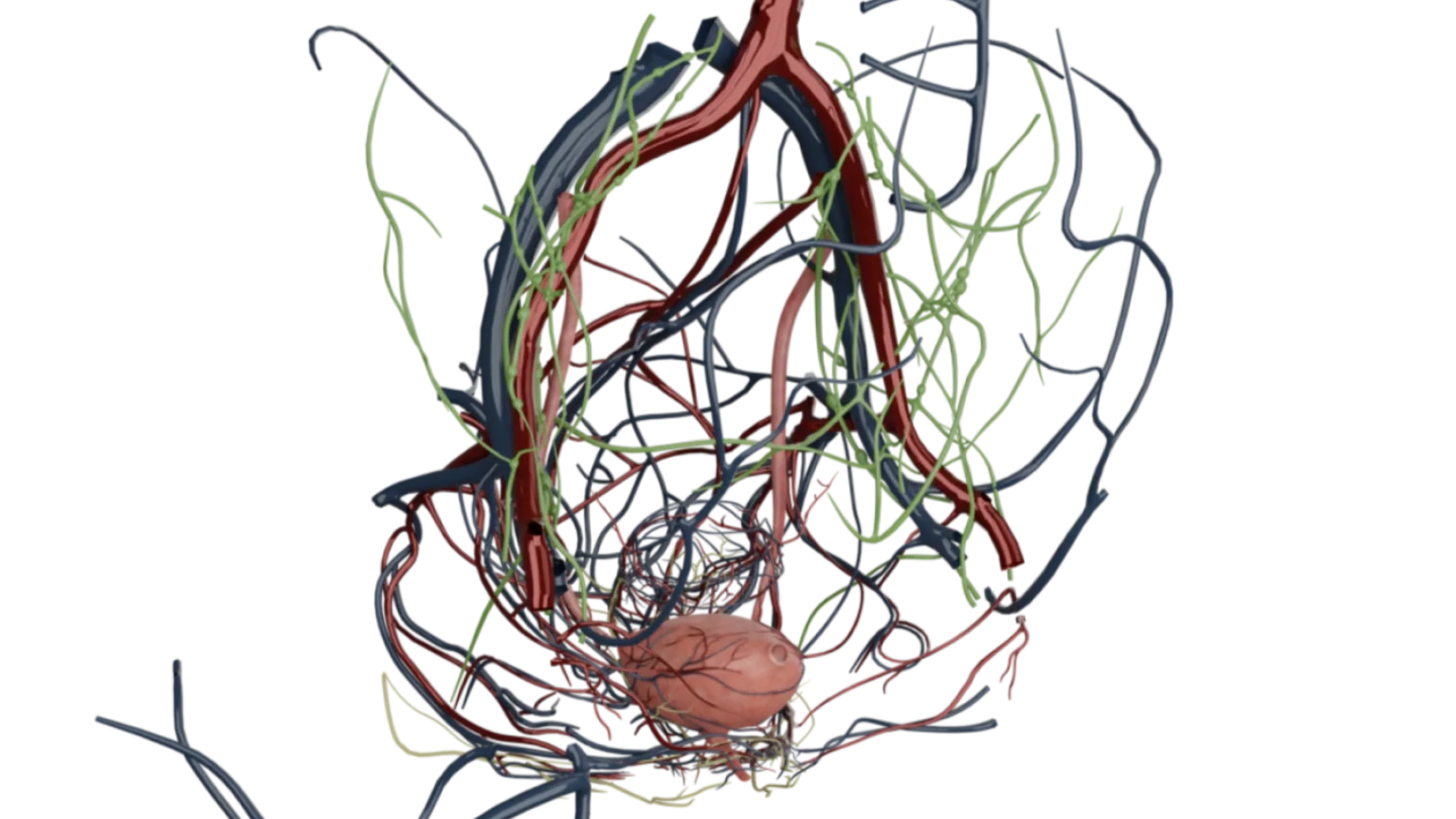 3d Anatomy Model Of Female Urinary Bladder Voka